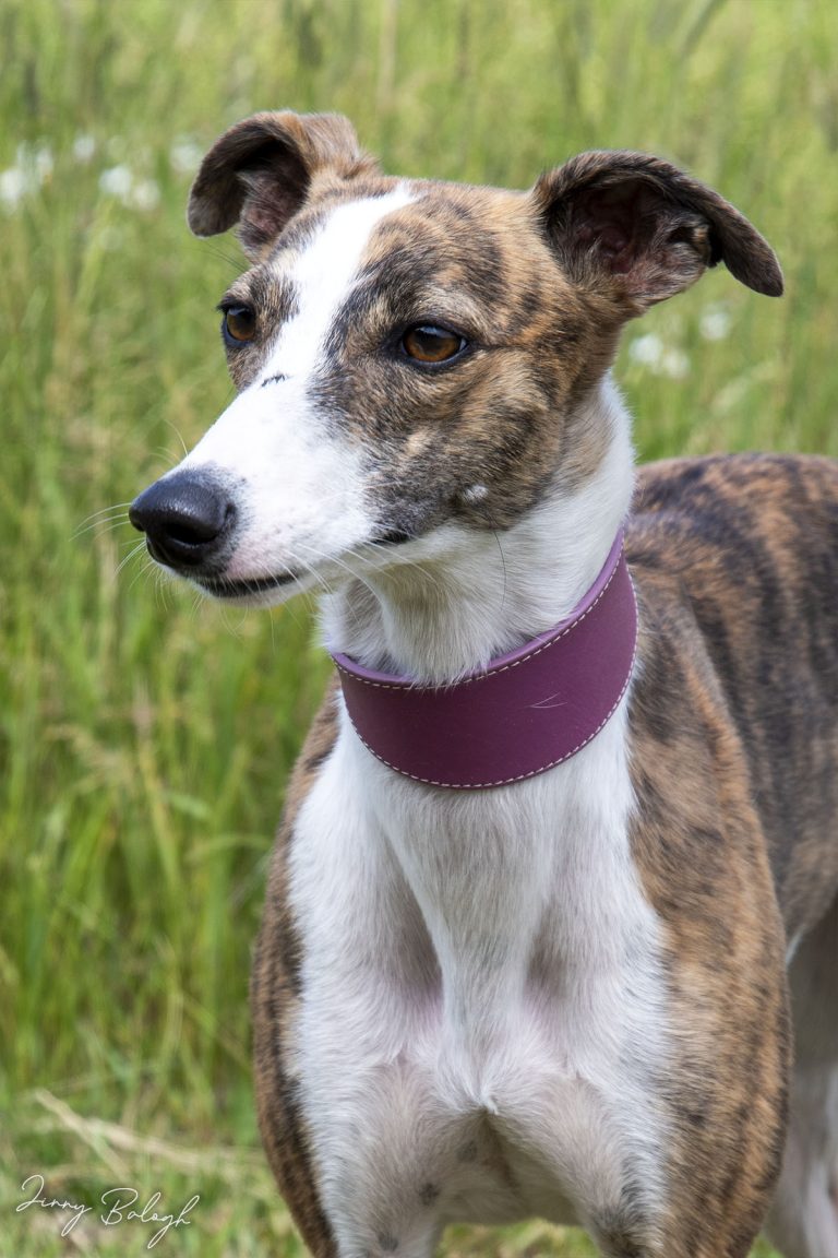 Imagine Dragons – Watch'em Whippets